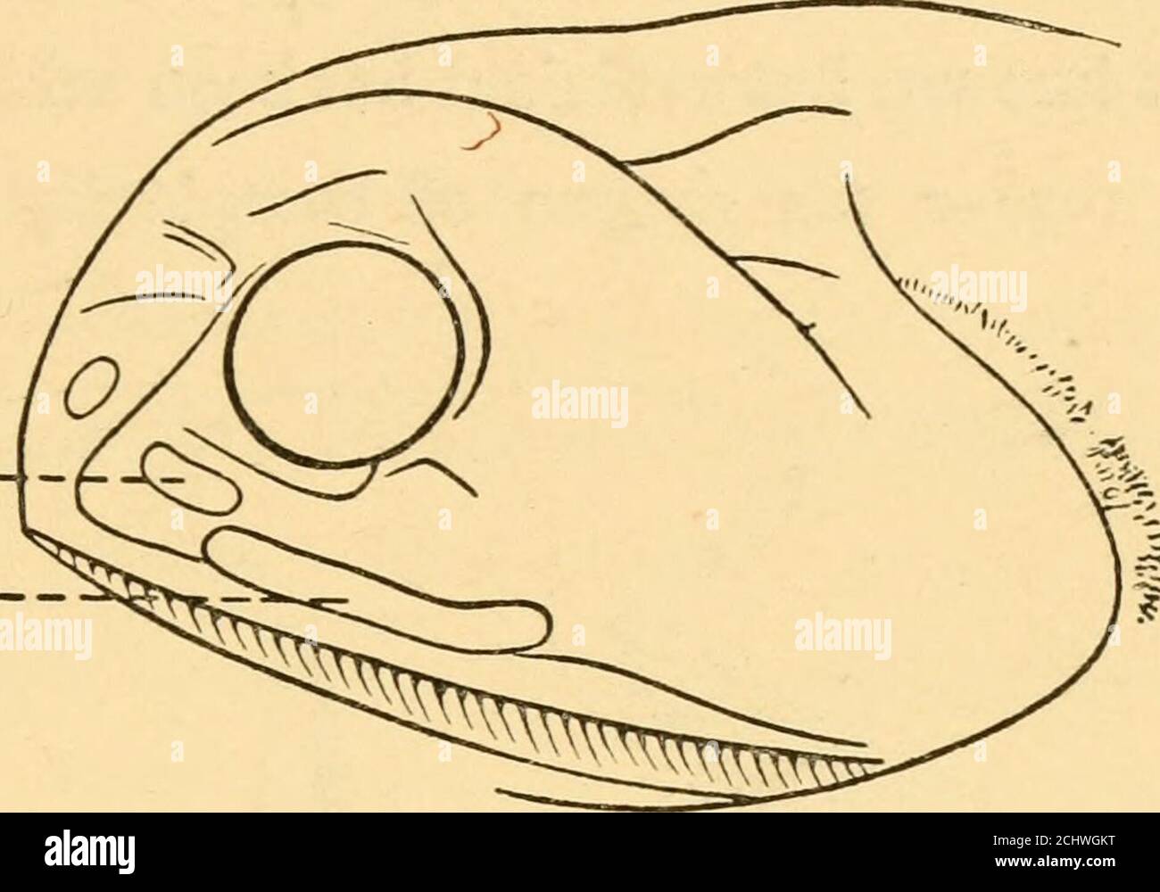 Fifty fathoms hi-res stock photography and images - Alamy