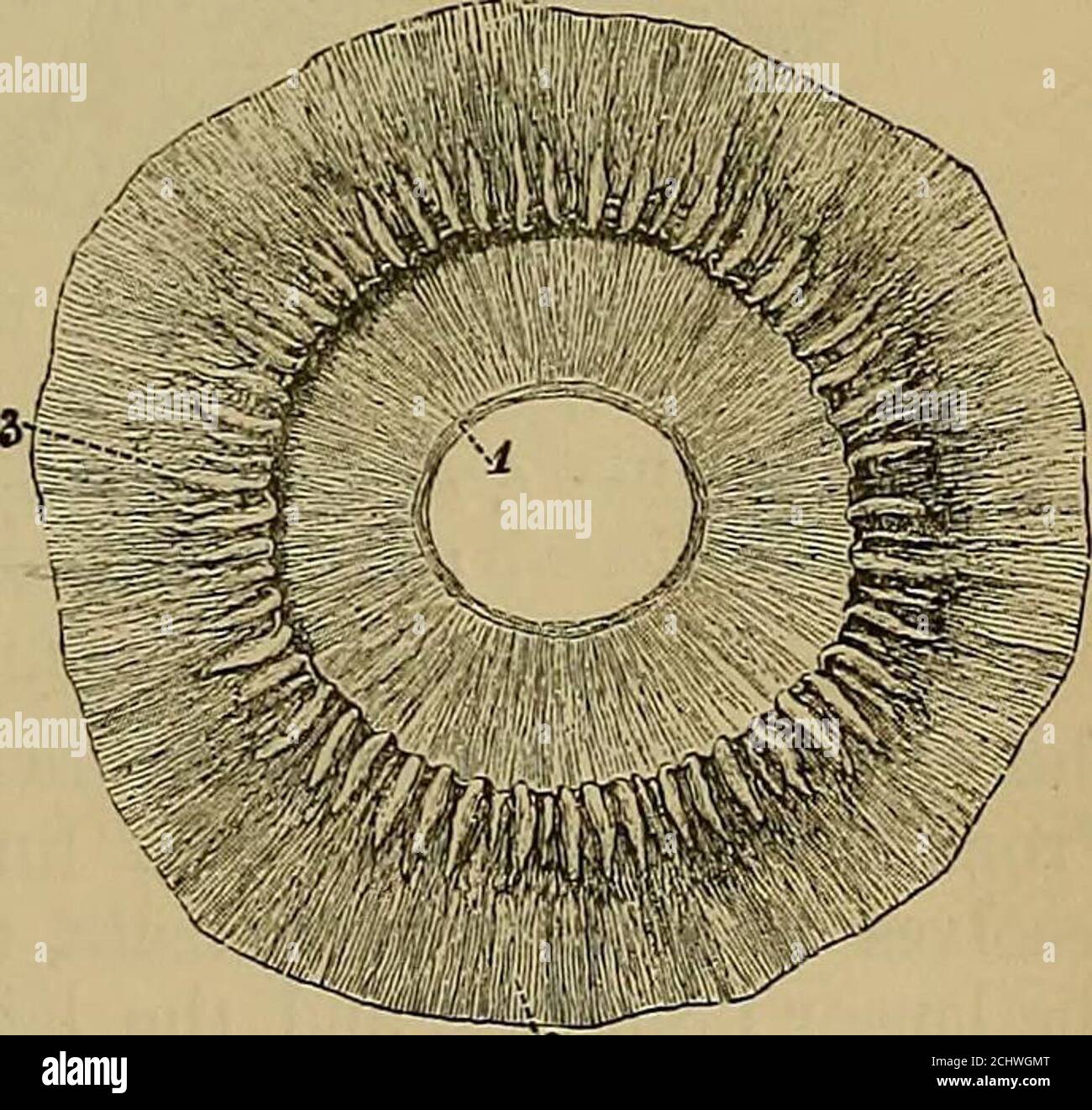 . Quain's elements of anatomy . Fig. 335.. Fig. 335.—Ciliary processes ...