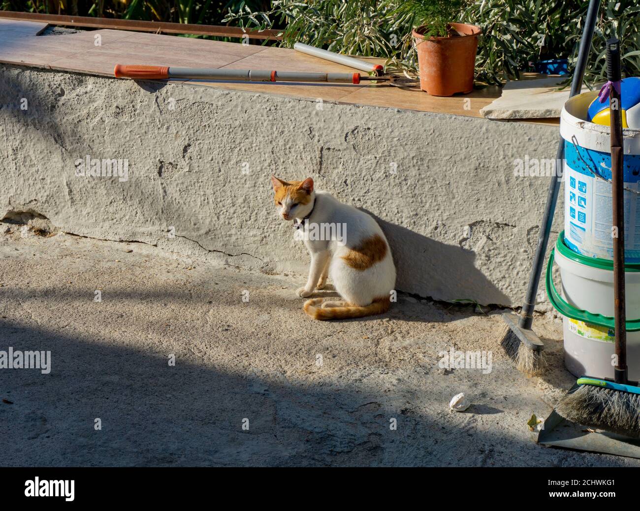orange and white young cat sunbathing Stock Photo - Alamy