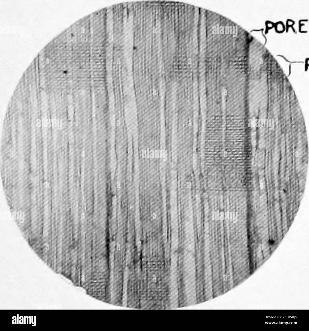 . Wood and forest . ^ 07 DiAMETTRa CRO555ECTI0ri ®^ diameters.