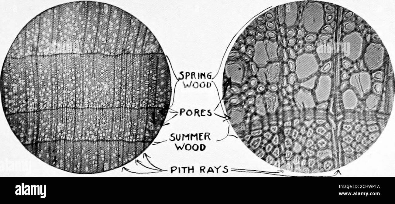 . Wood and forest . ide; that is, high, as they grow in the tree. In ...