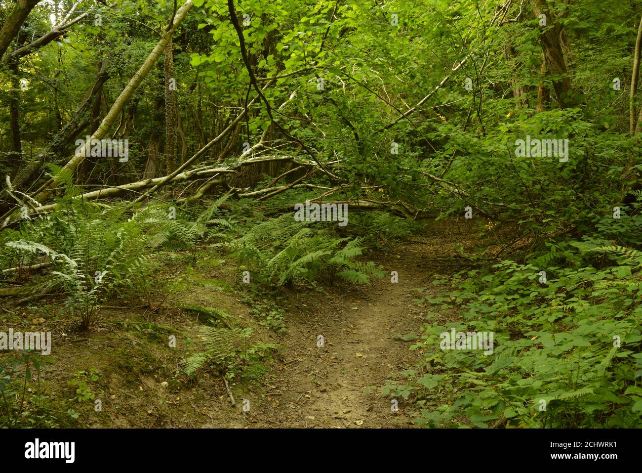 Footpath uk hi-res stock photography and images - Alamy