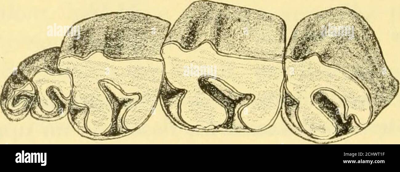 . The Deseado formation of Patagonia . , 1897, Bol. Inst. Geog. Argen ...