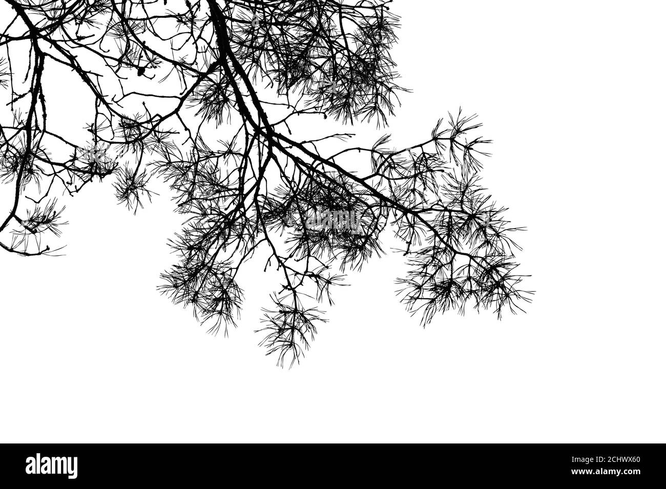 Pine Tree Branch Silhouette