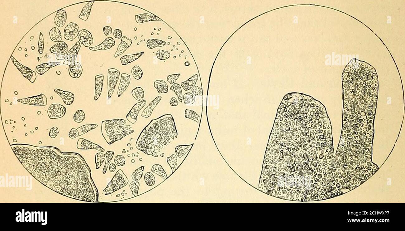. A text-book of comparative physiology for students and practitioners ...