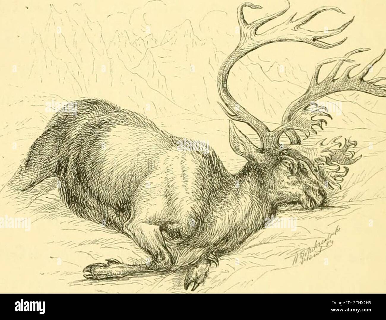 Wounded deer hi-res stock photography and images - Alamy