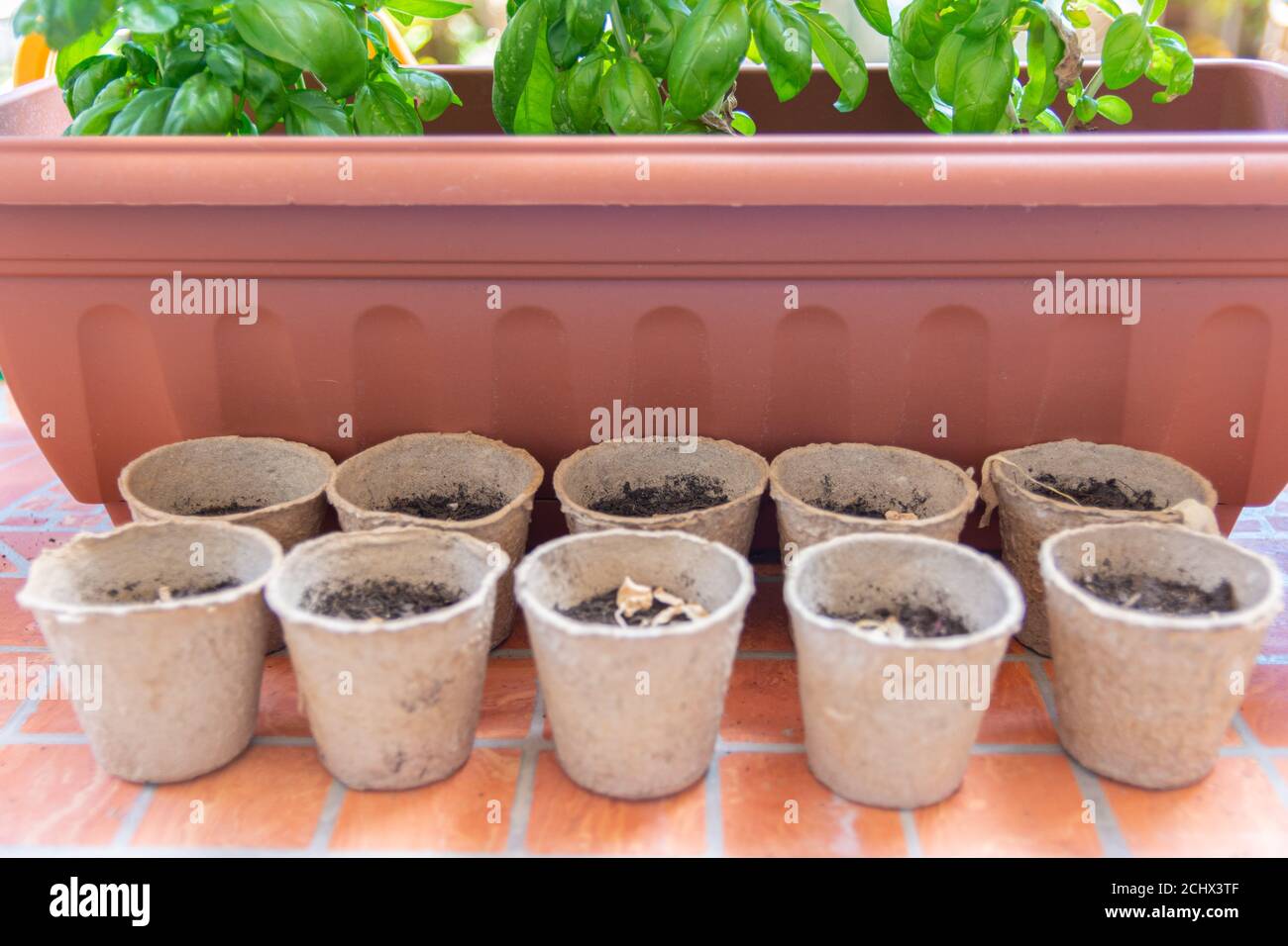 Close up of cardboard containers for sprouting seeds Stock Photo - Alamy