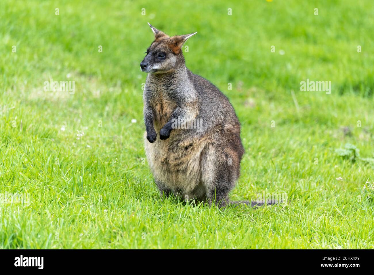 Swamp wallaby (Wallabia bicolor) in Wallaby Outback enclosure at ...