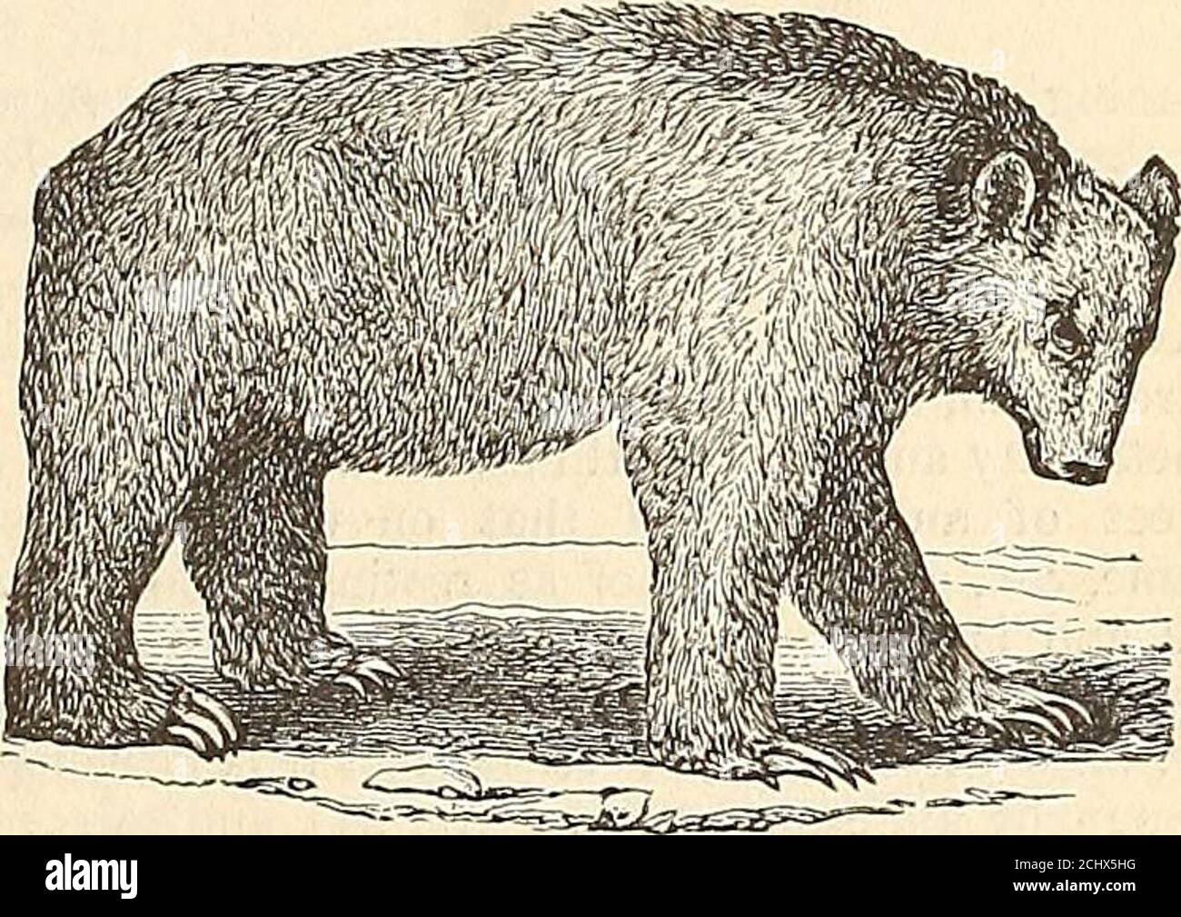 Bdellium hi-res stock photography and images - Alamy