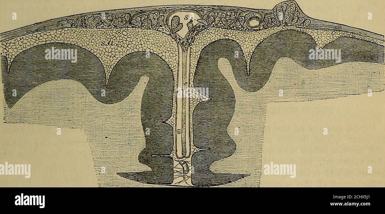 . Quain's elements of anatomy . a mater, and thus serve to support ...