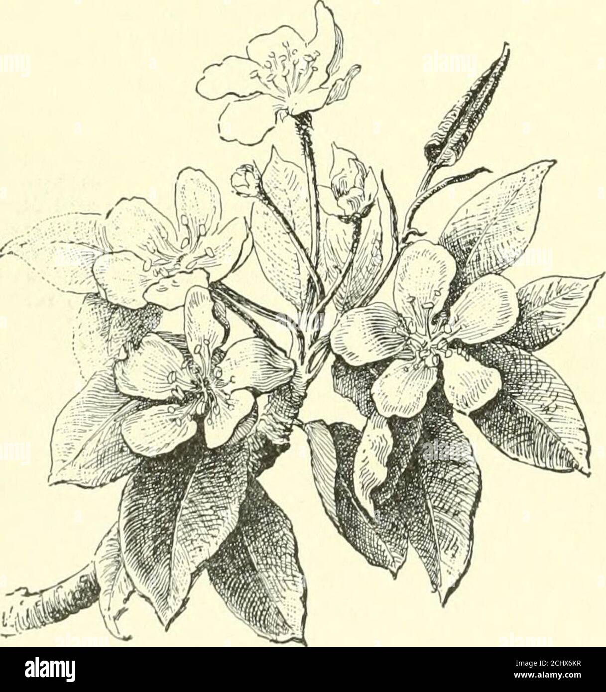 Appressed leaf hi-res stock photography and images - Alamy