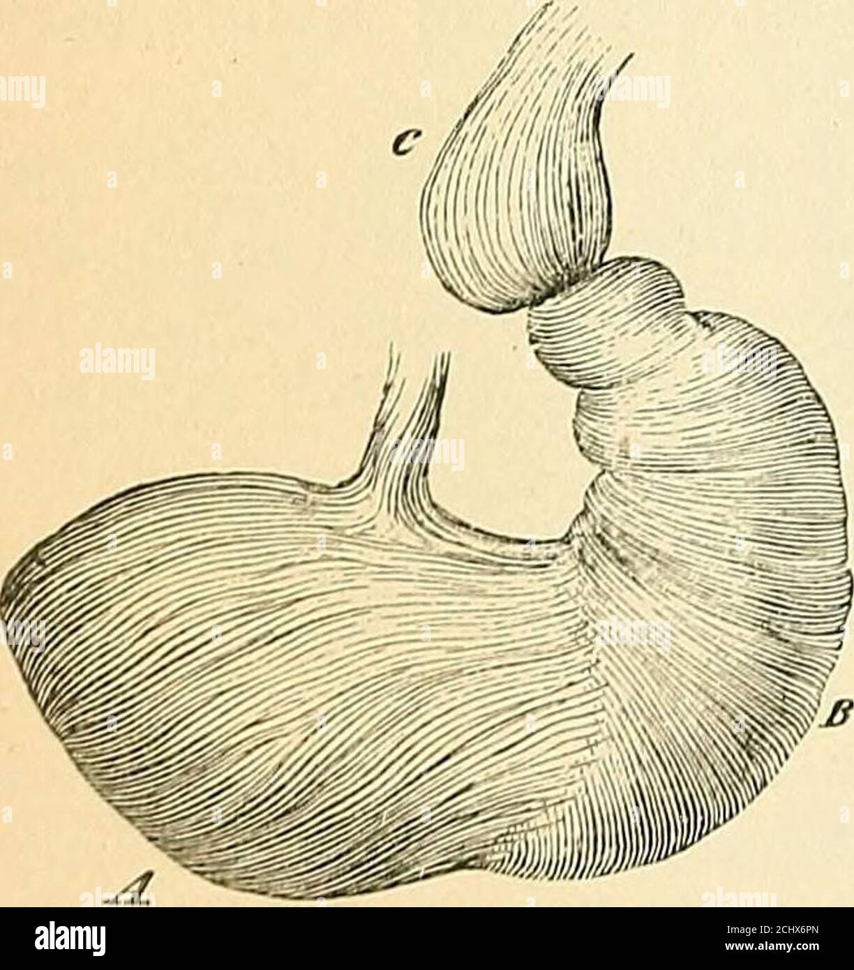 . A text-book of comparative physiology for students and practitioners ...