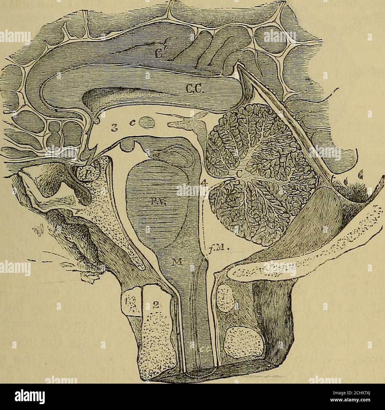 . Quain's elements of anatomy . Two other openingsthrough this membrane ...
