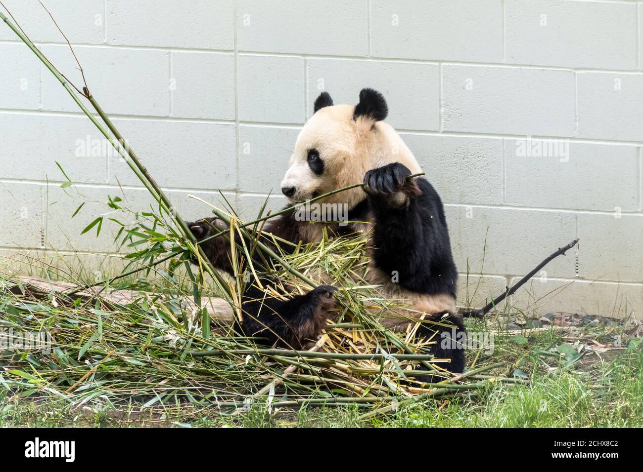 Male giant panda Yang Guang or "Sunshine" in Edinburgh Zoo, Scotland ...