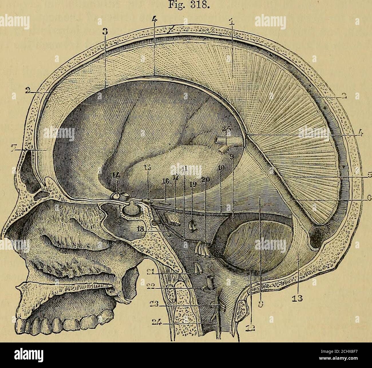 Occipital Sinus Cardiovascular: Neck/Head/Brain Veins #2 Diagram