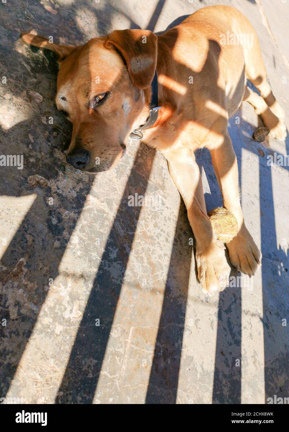 dog lying with sad face Stock Photo - Alamy