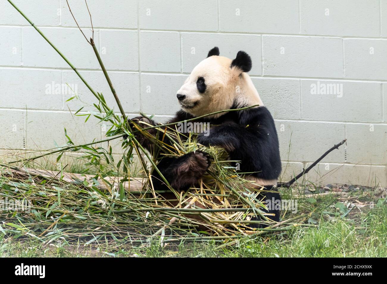 Male giant panda Yang Guang or "Sunshine" in Edinburgh Zoo, Scotland ...