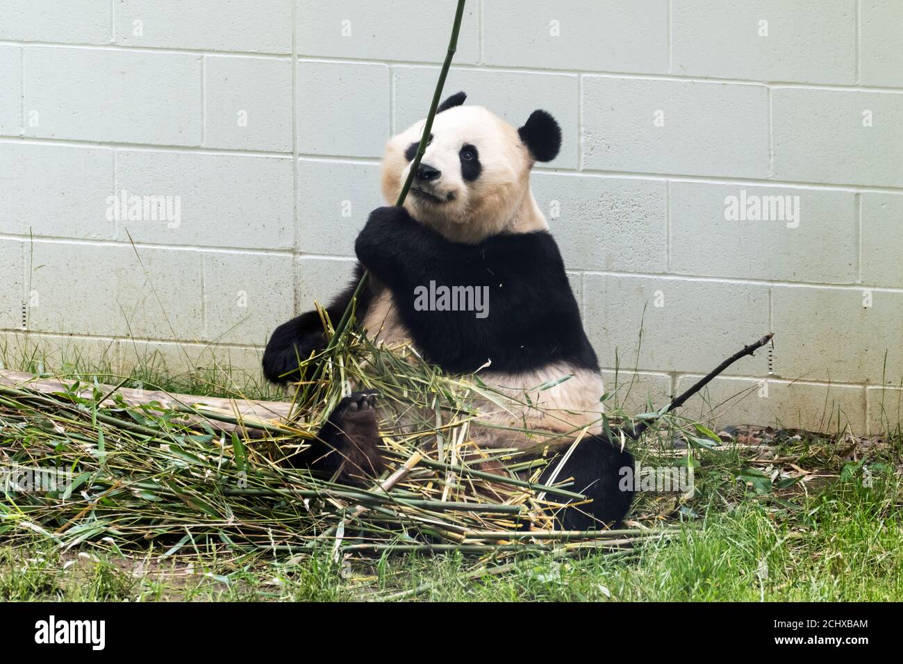 Male giant panda Yang Guang or "Sunshine" in Edinburgh Zoo, Scotland ...