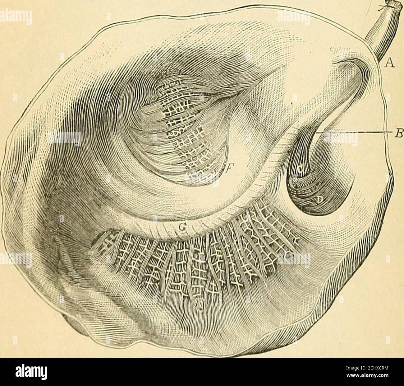 . A text-book of comparative physiology for students and practitioners ...