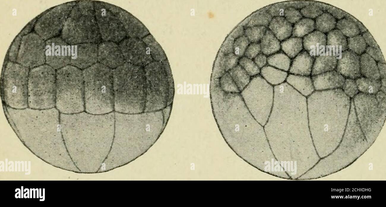 . The biology of the frog . B. • y Stock Photo - Alamy