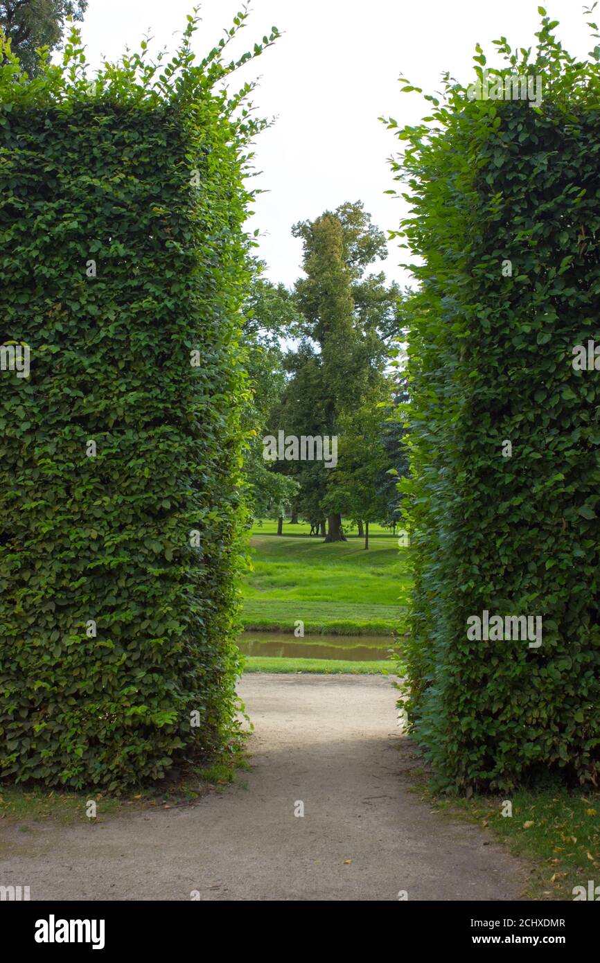 Mature hedge hi-res stock photography and images - Alamy
