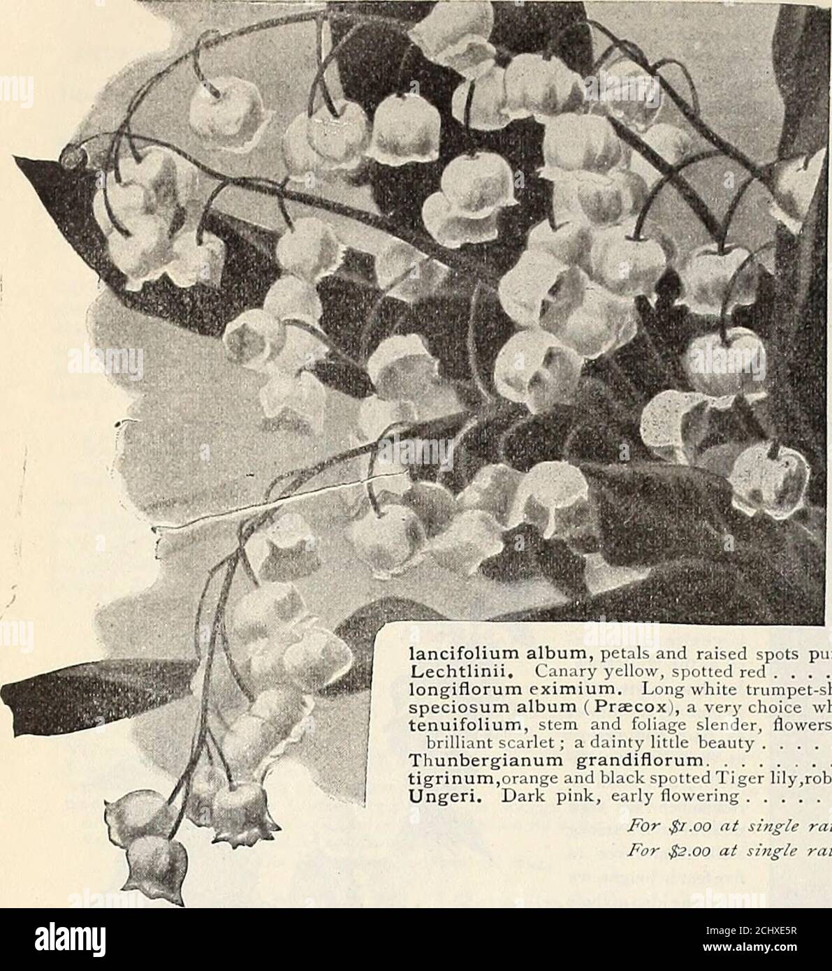 Reflexed red petals hi-res stock photography and images - Alamy