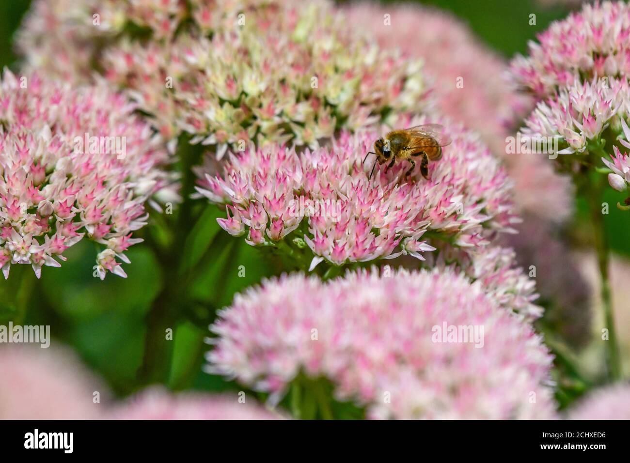 honey bee - Apis mellifera - pollinating a pink flower - apis honeybee ...