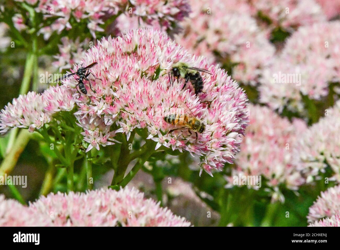 honey bee - Apis mellifera - pollinating a pink flower - apis honeybee ...