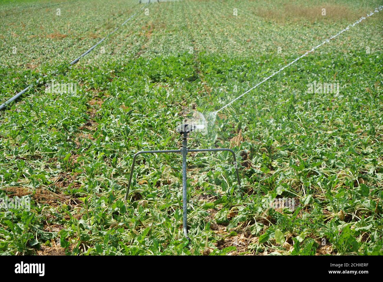 Irrigation of cornfields in summer Stock Photo - Alamy