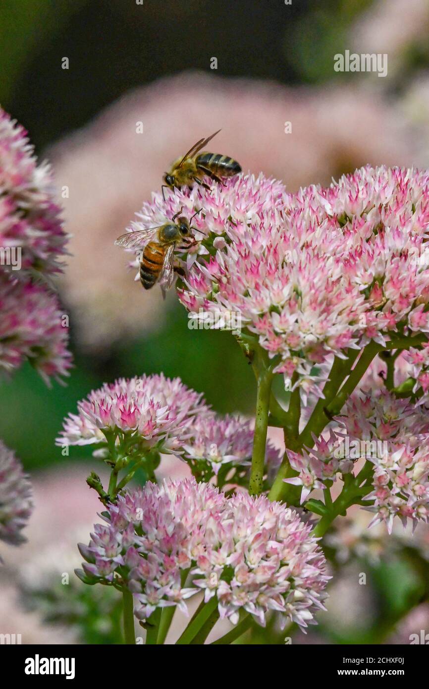 honey bee - Apis mellifera - pollinating a pink flower - apis honeybee ...