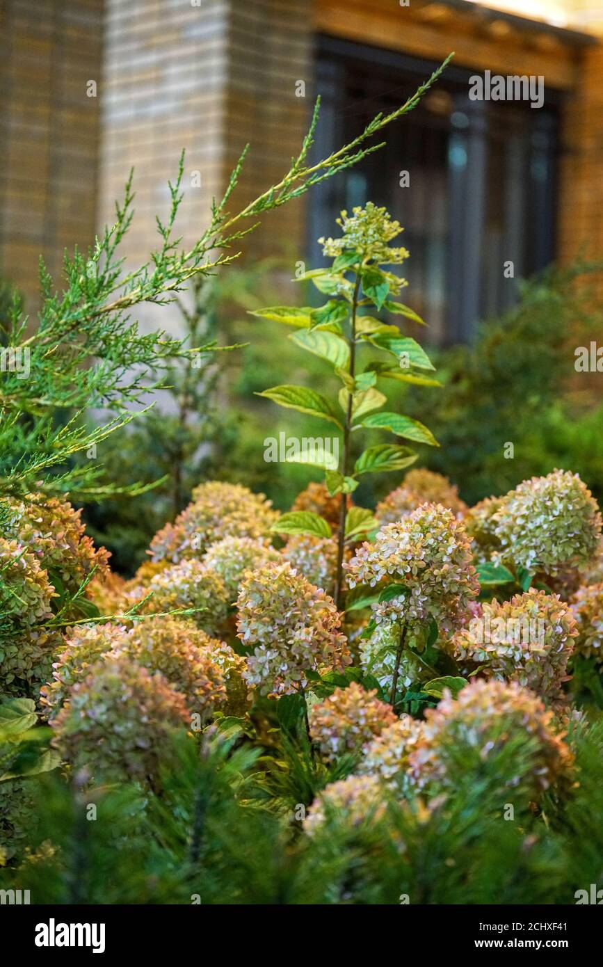 Hydrangea night hi-res stock photography and images - Alamy