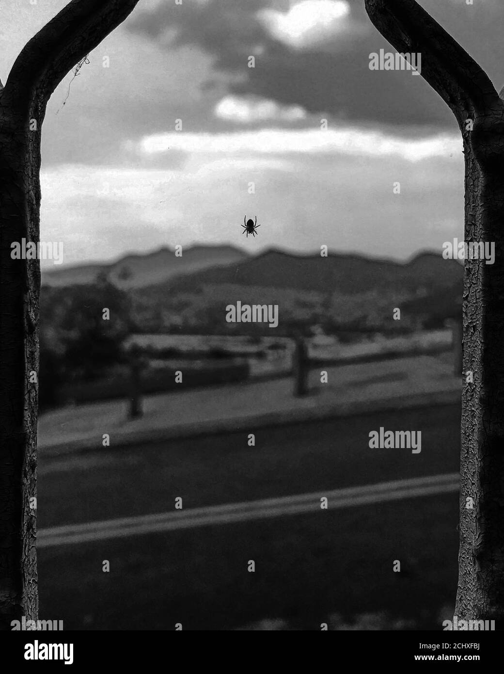 Vertical greyscale shot of a spider on a window Stock Photo - Alamy