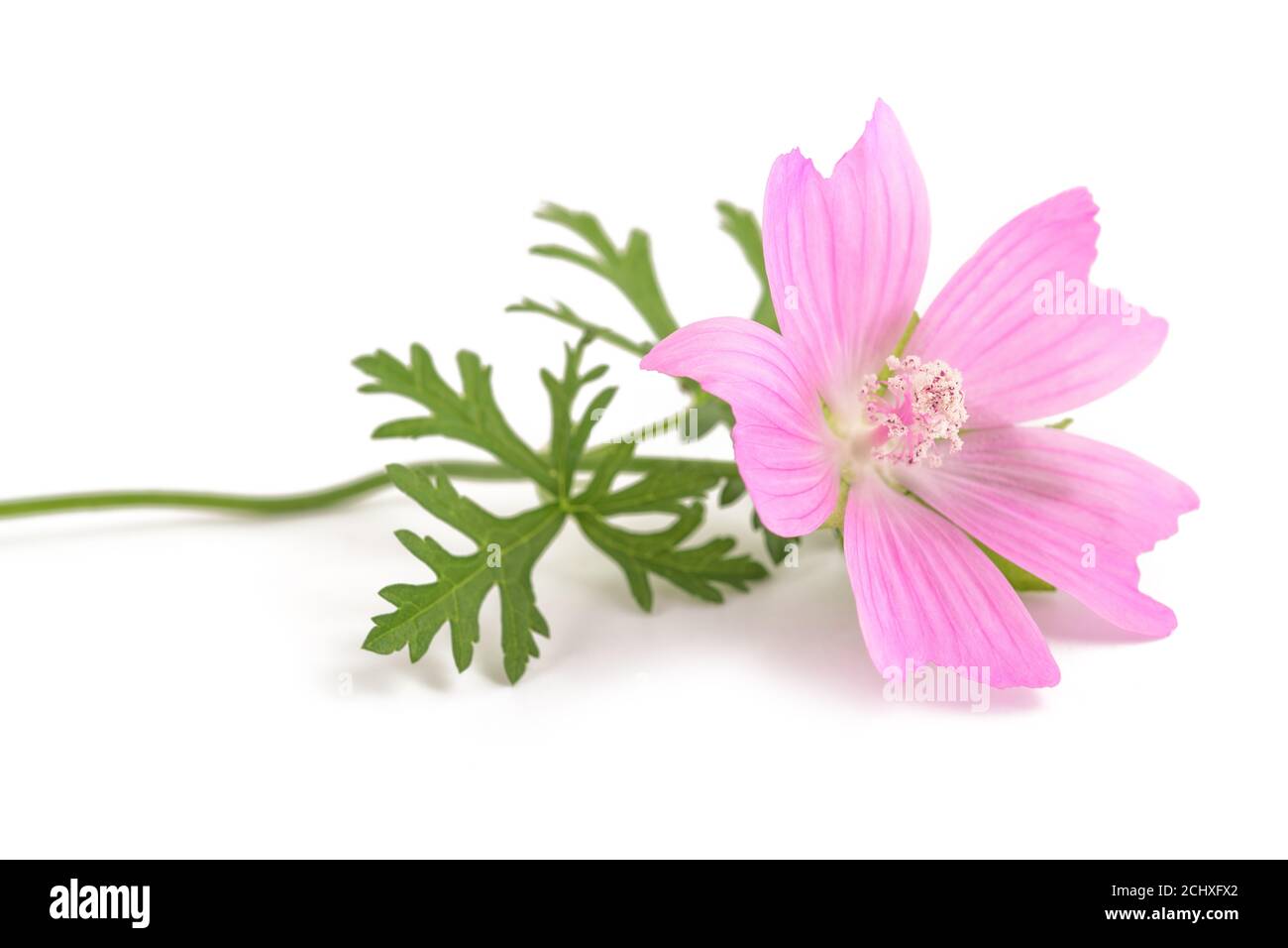 Greater musk mallow flowers isolated on white background Stock Photo ...