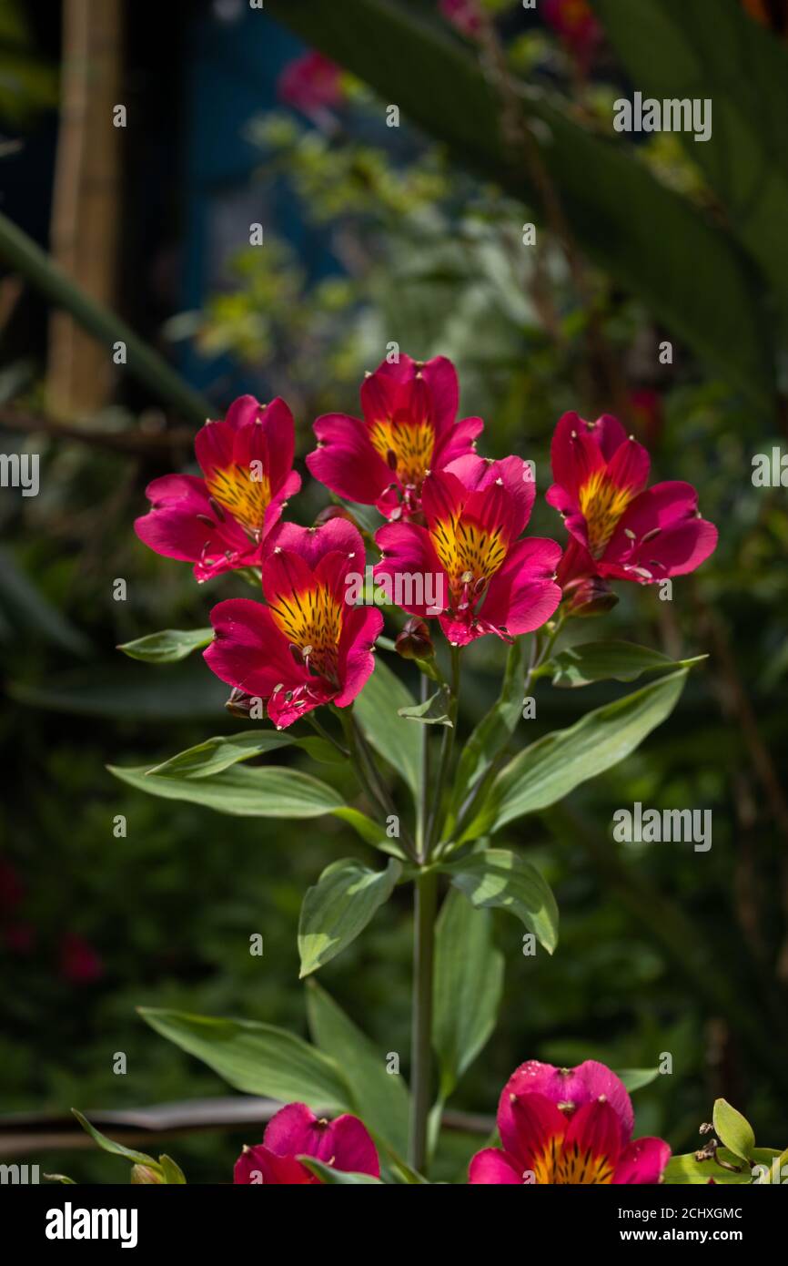 Closeup shot of beautiful Peruvian lilies Stock Photo - Alamy