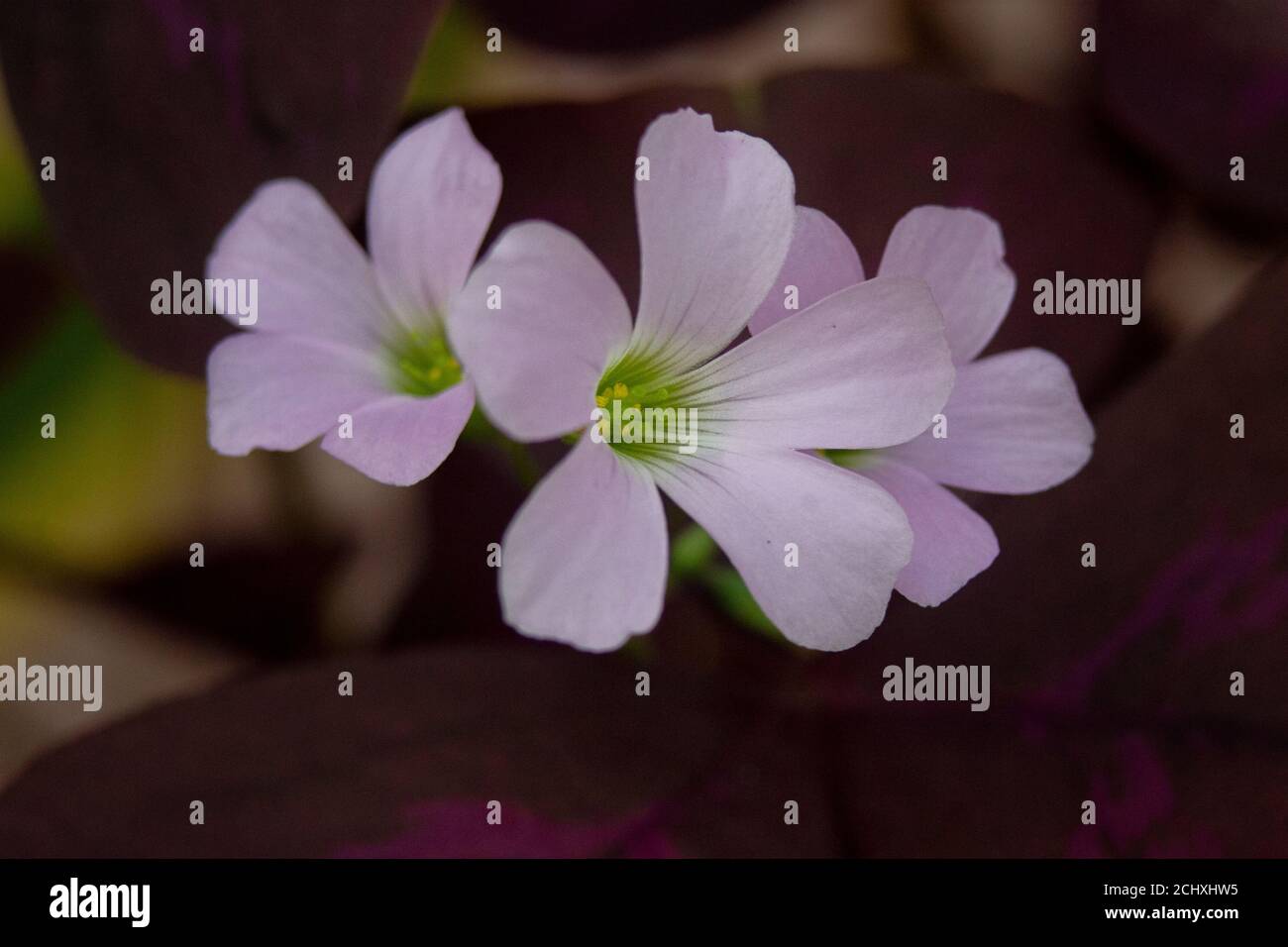 Closeup shot of blooming white oxalis triangularis flowers Stock Photo ...