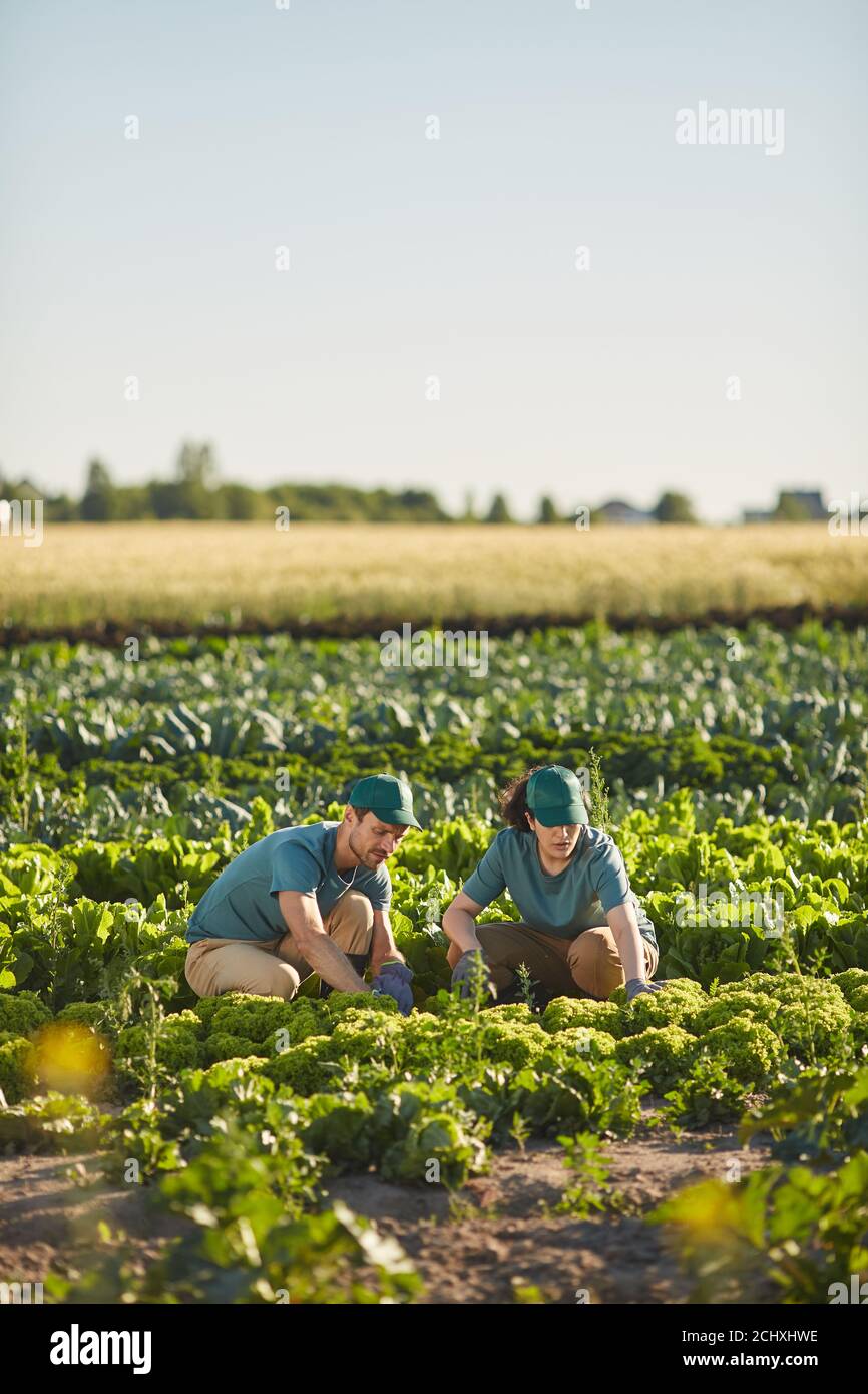 Vertical wide angle view at two people gathering harvest while working ...