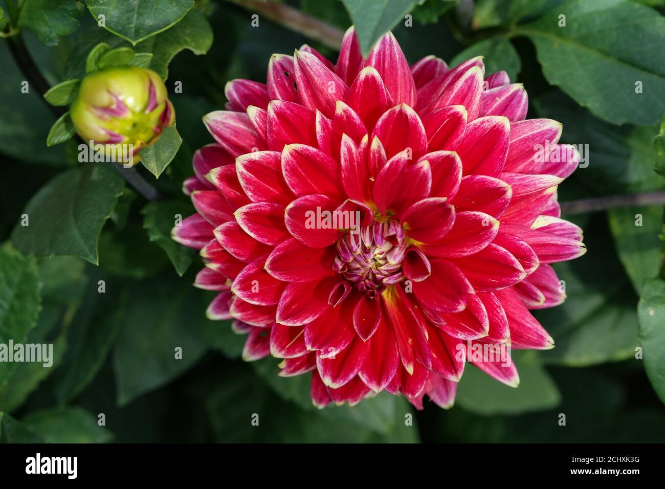 Hot pink dahlias hi-res stock photography and images - Alamy