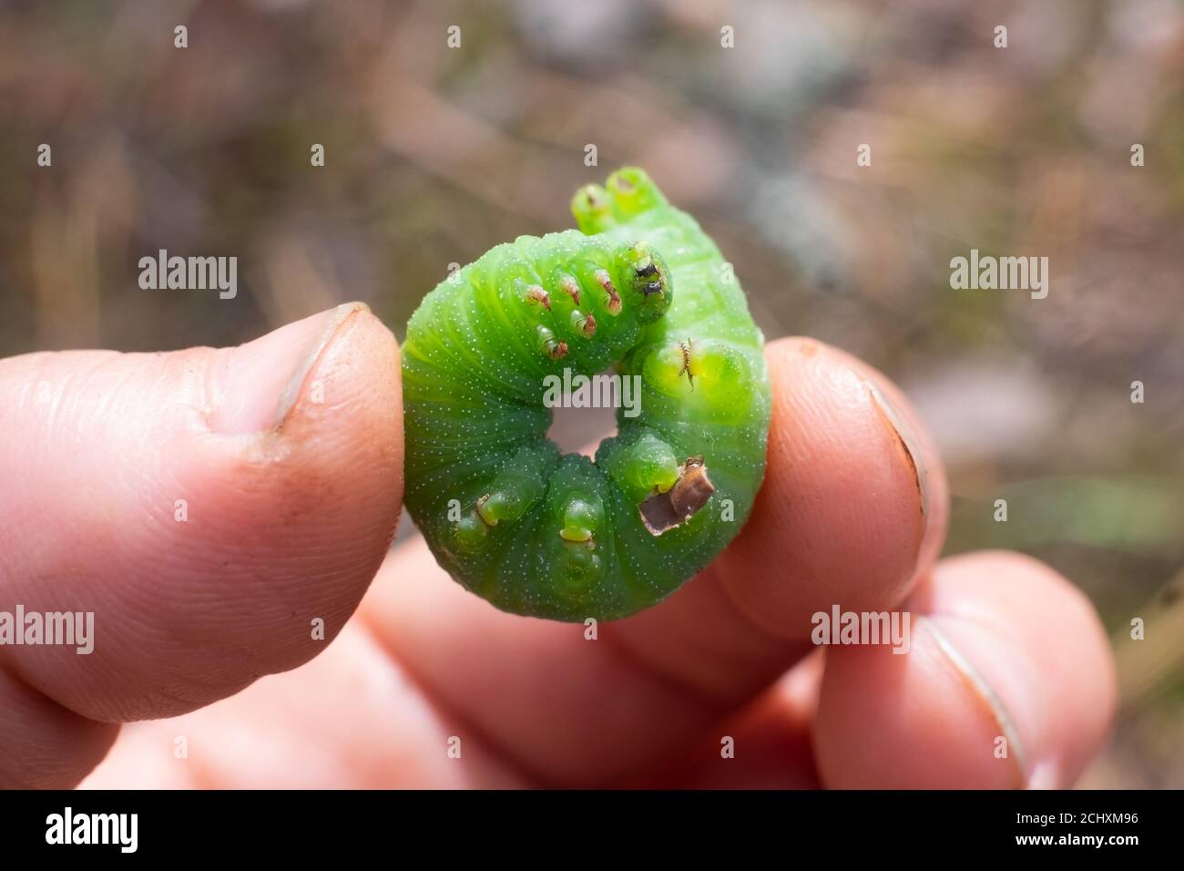 Caterpillar of Eyed Hawk moth. Close up view Stock Photo - Alamy