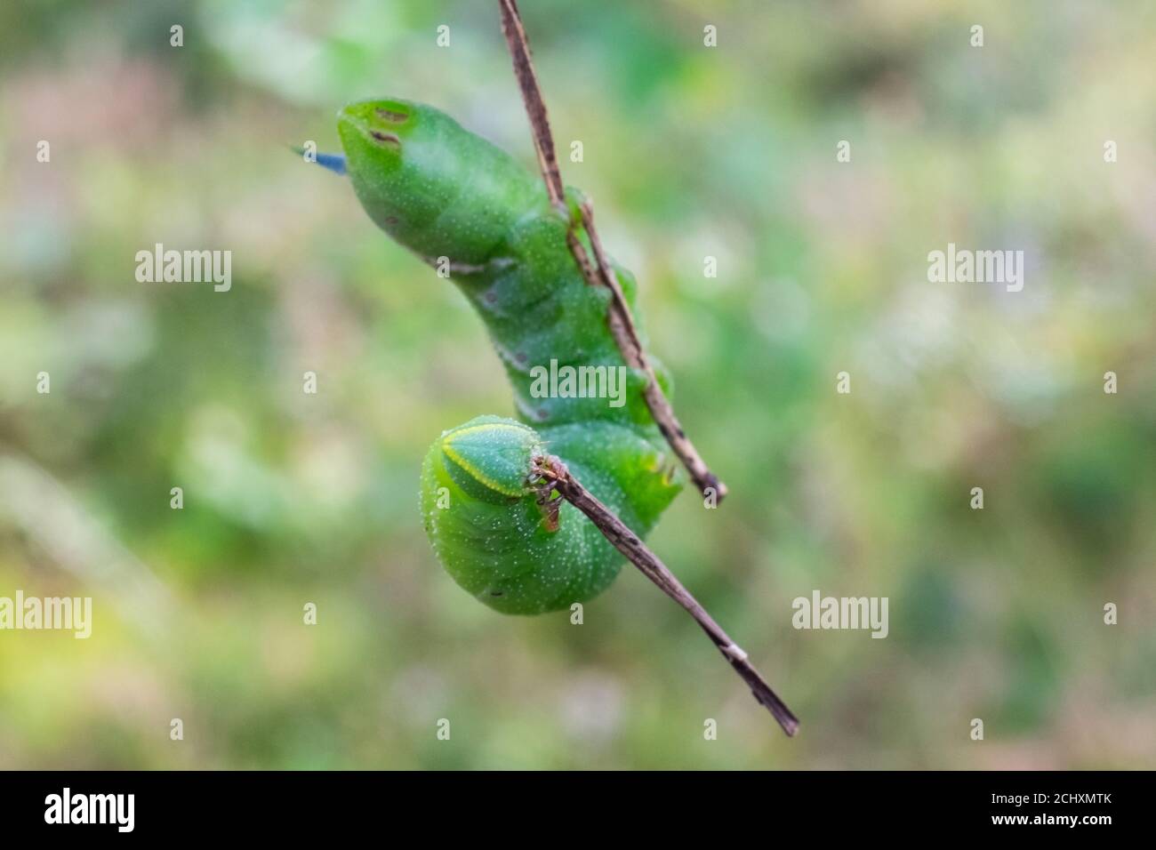 Caterpillar of Eyed Hawk moth. Close up view Stock Photo - Alamy