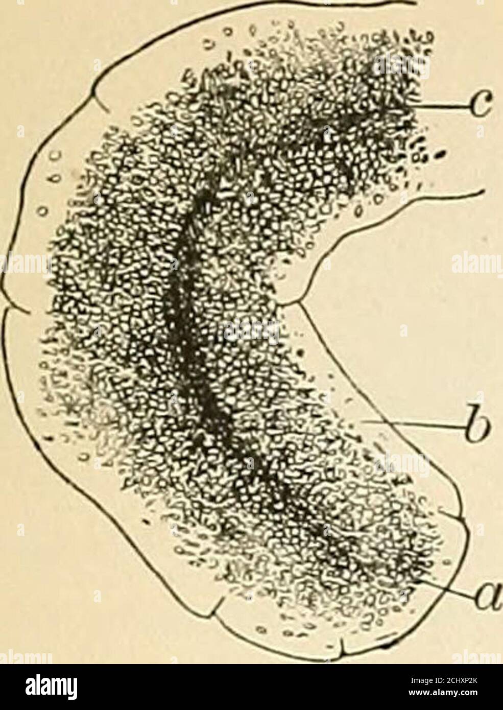 Pancreatic glands hi-res stock photography and images - Alamy