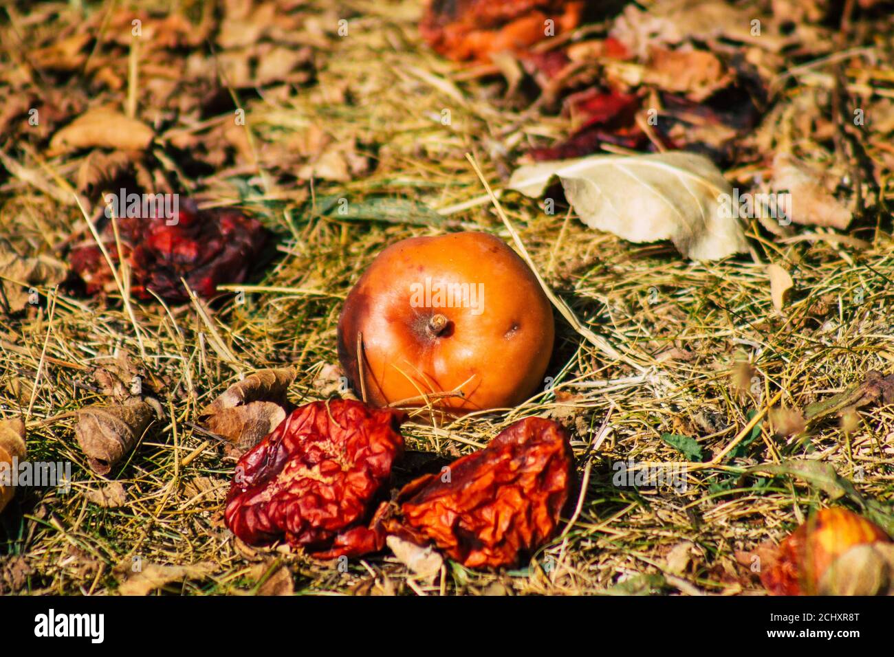 Closeup of rotting apples falling on the ground from the tree in the ...