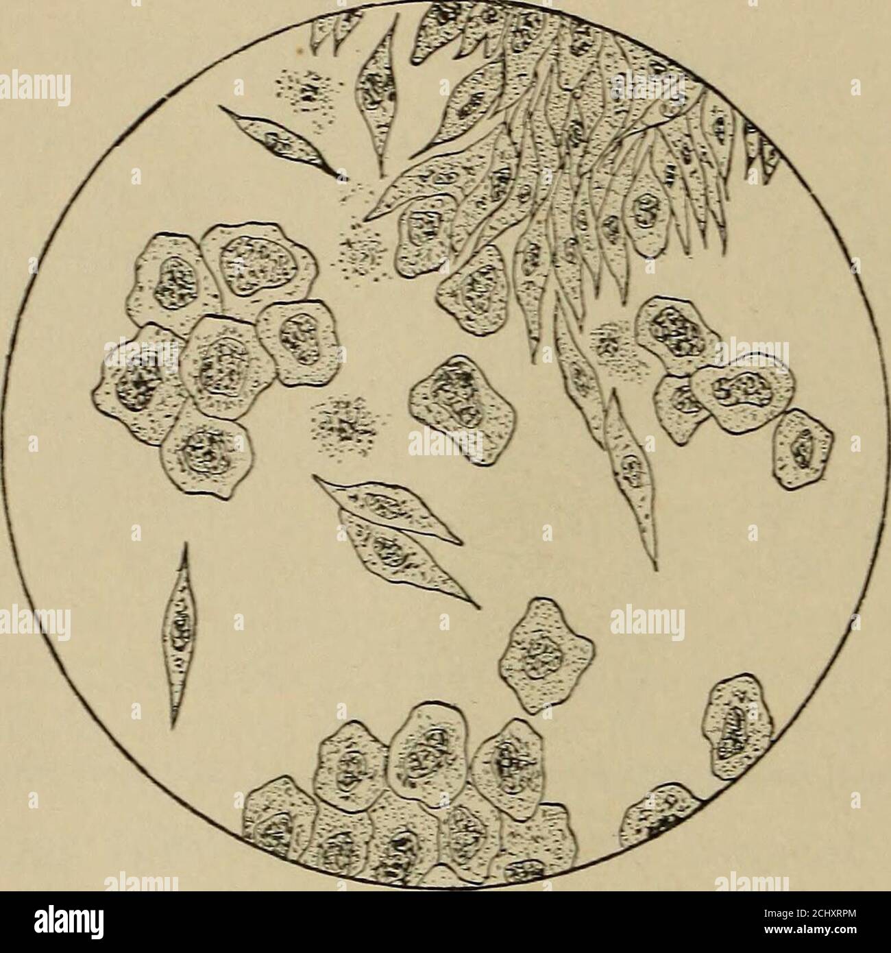 . A manual of clinical diagnosis by means of microscopical and chemical ...