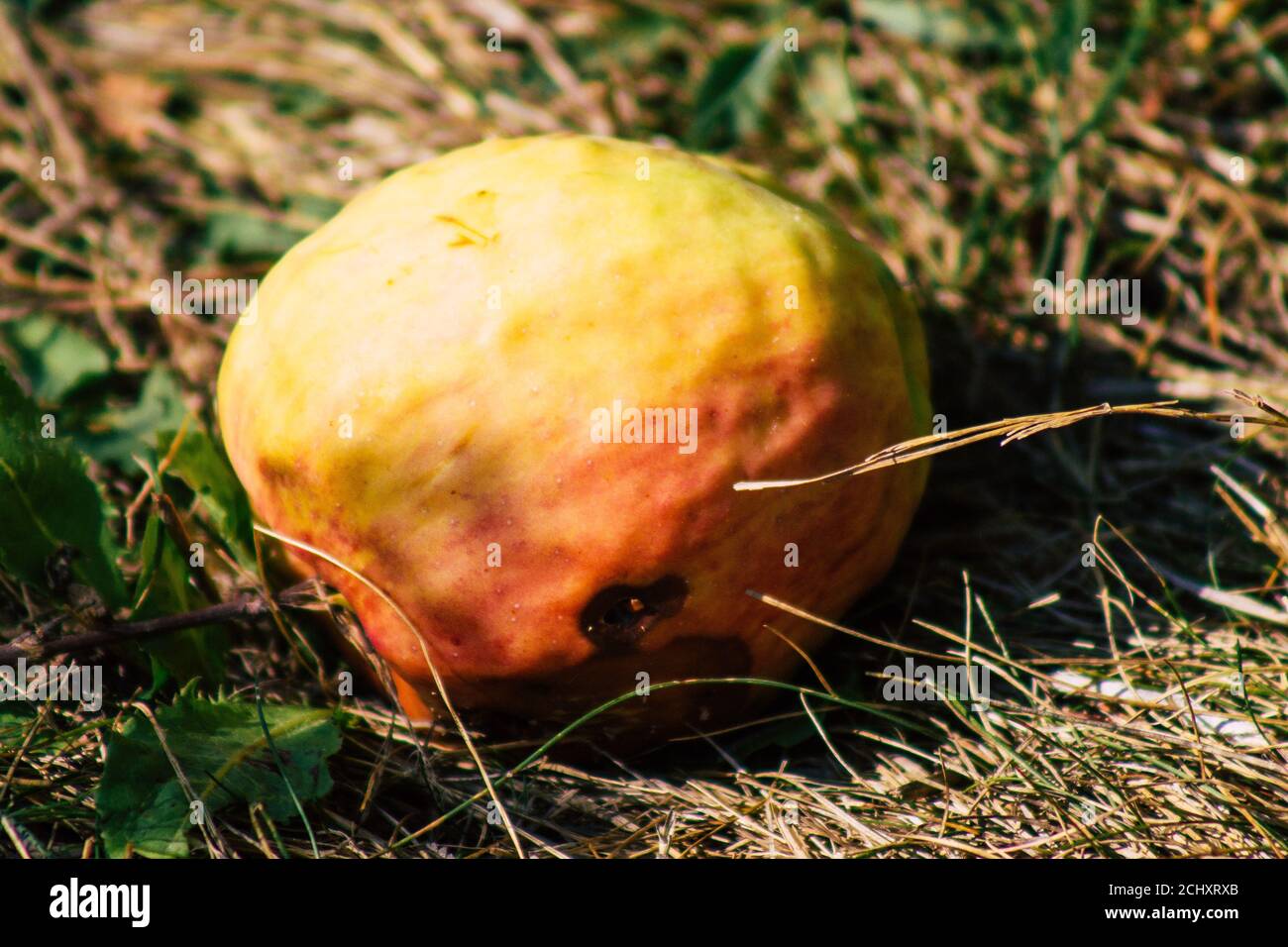 Apple falling from the tree hi-res stock photography and images - Alamy