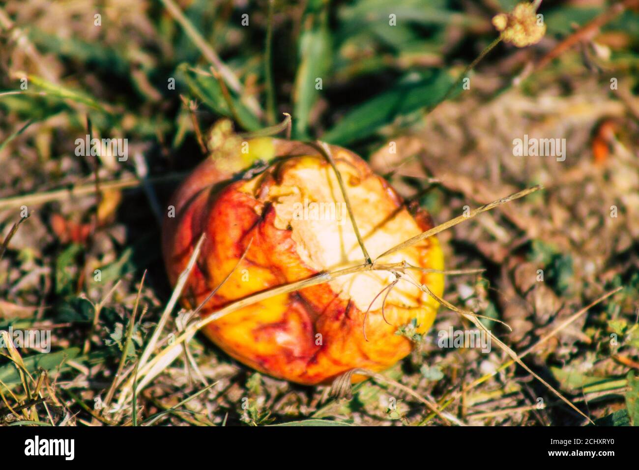 Apple falling from tree hi-res stock photography and images - Alamy