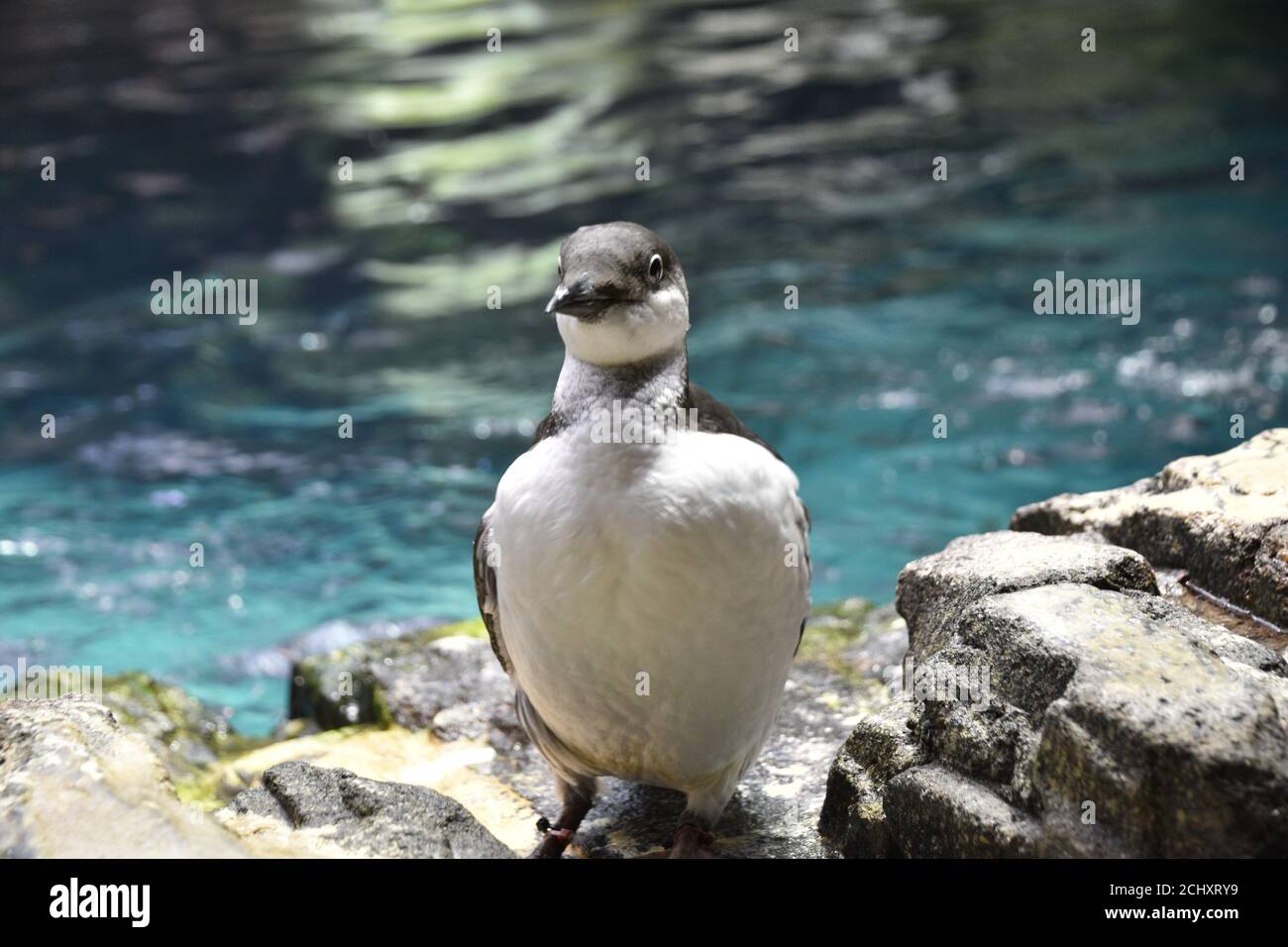 Zoo in dubai hi-res stock photography and images - Alamy
