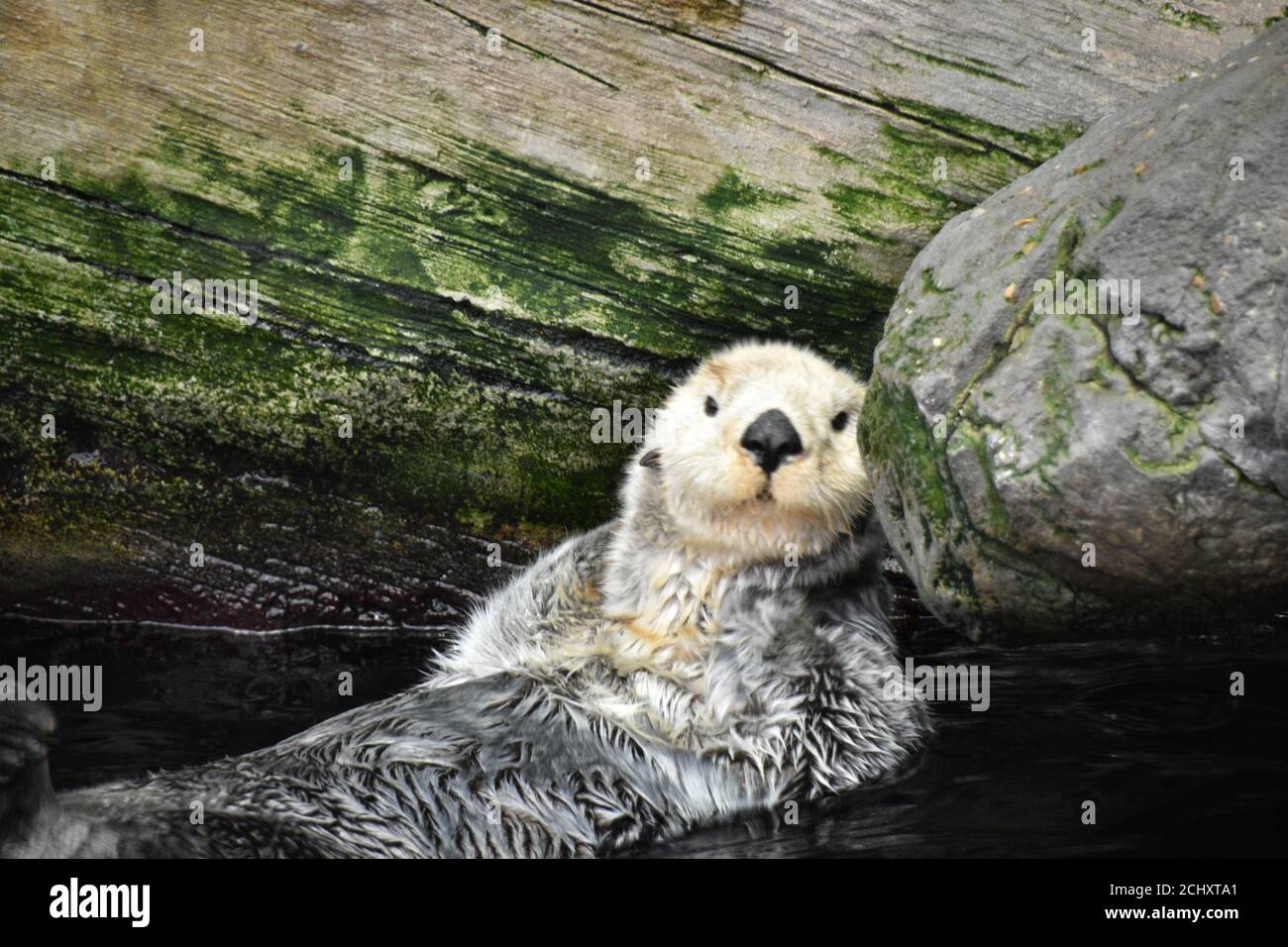 Otter having a bath Stock Photo - Alamy