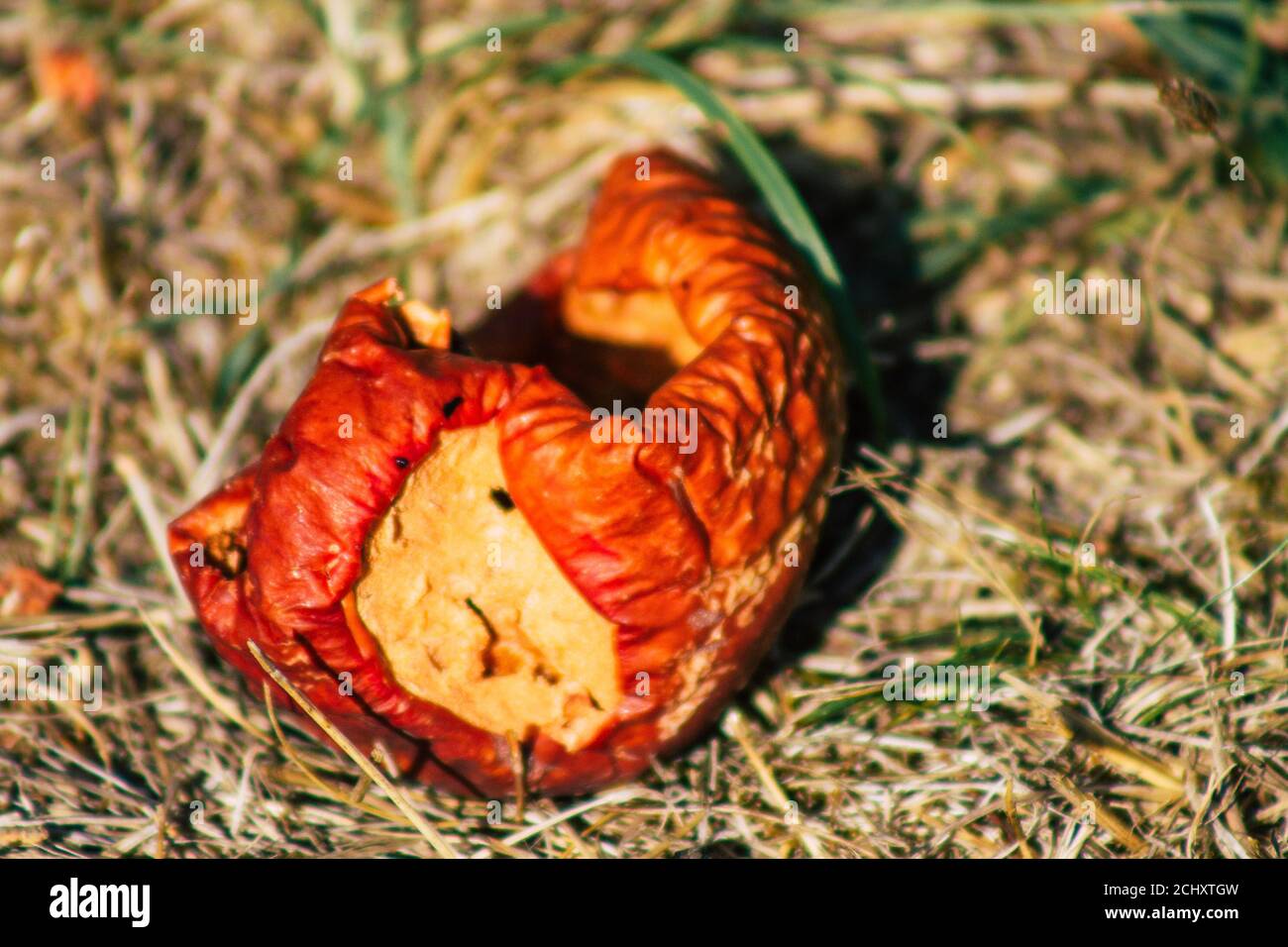 Apple falling from tree hi-res stock photography and images - Alamy