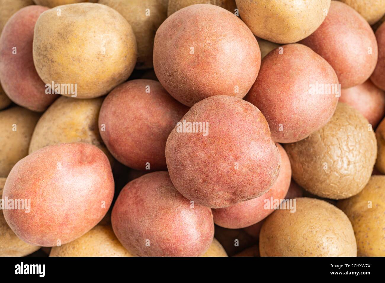 A macro shot or extreme close-up of raw and fresh baby potatoes Stock ...