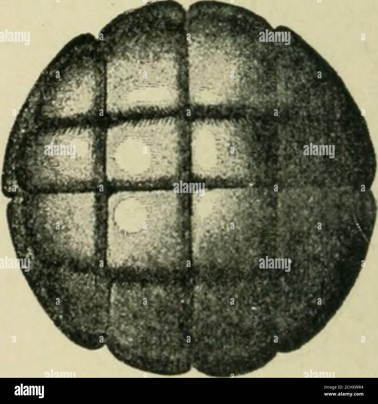 . The biology of the frog . G H FlG. 16. — Segmentation of egg. (After ...