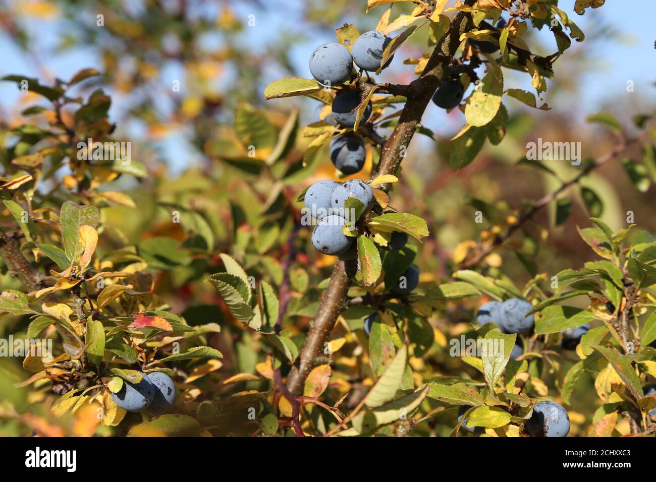 Blueberries growing on the tree branch Stock Photo - Alamy